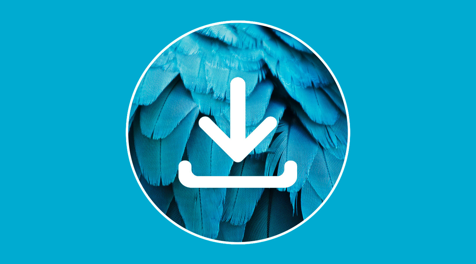 Cómo descargar vídeos de Twitter: pasos y consejos | Bloygo